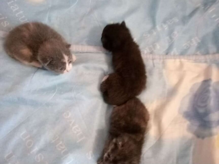 Котята в добрые руки. Один котик и две кошечки