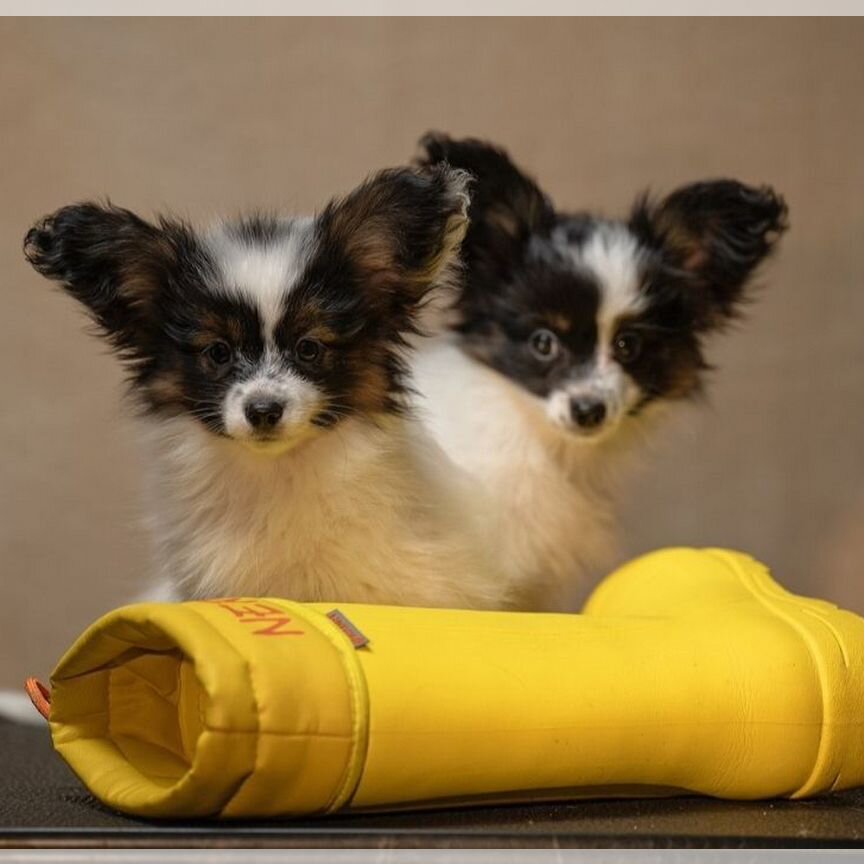 Континентальный той-спаниель папильон, щенок