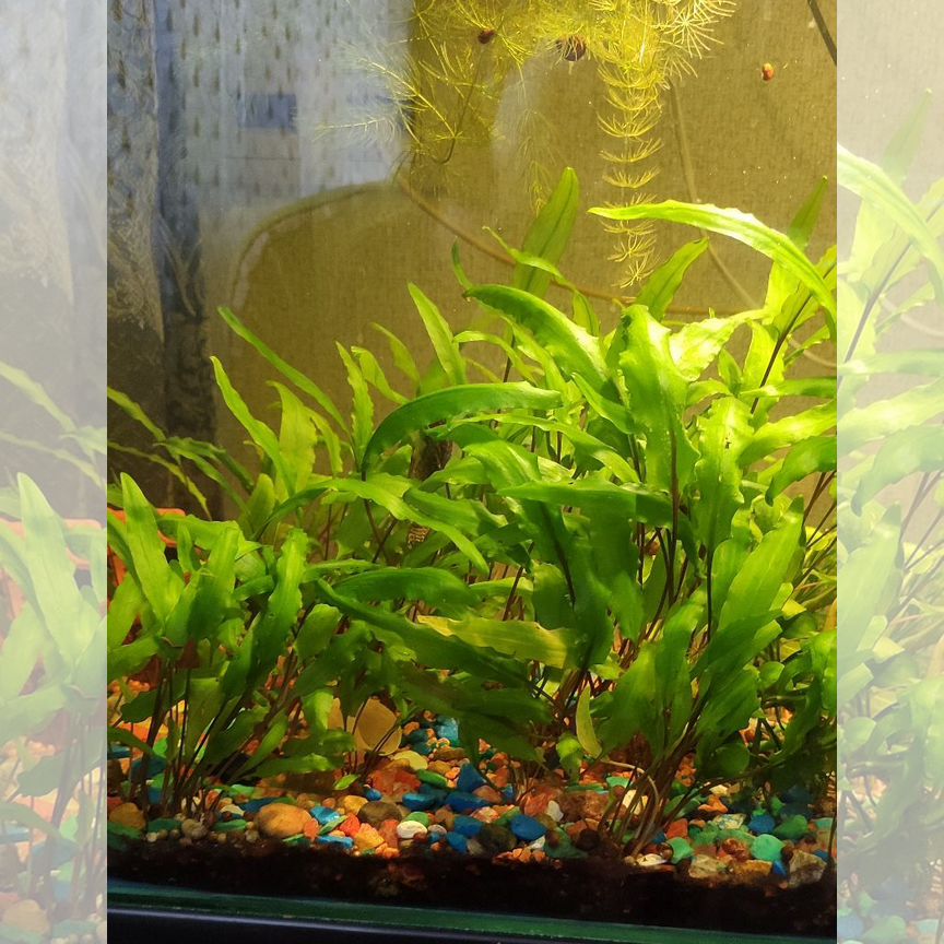 Водоросли (криптокарина)для аквариума