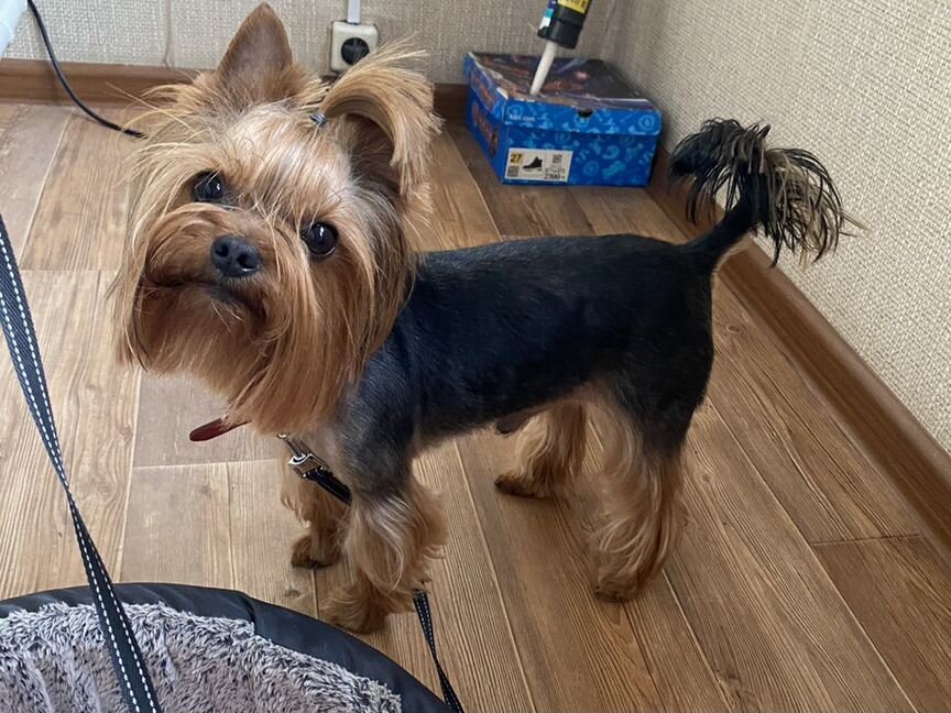 Йоркширский терьер вязка