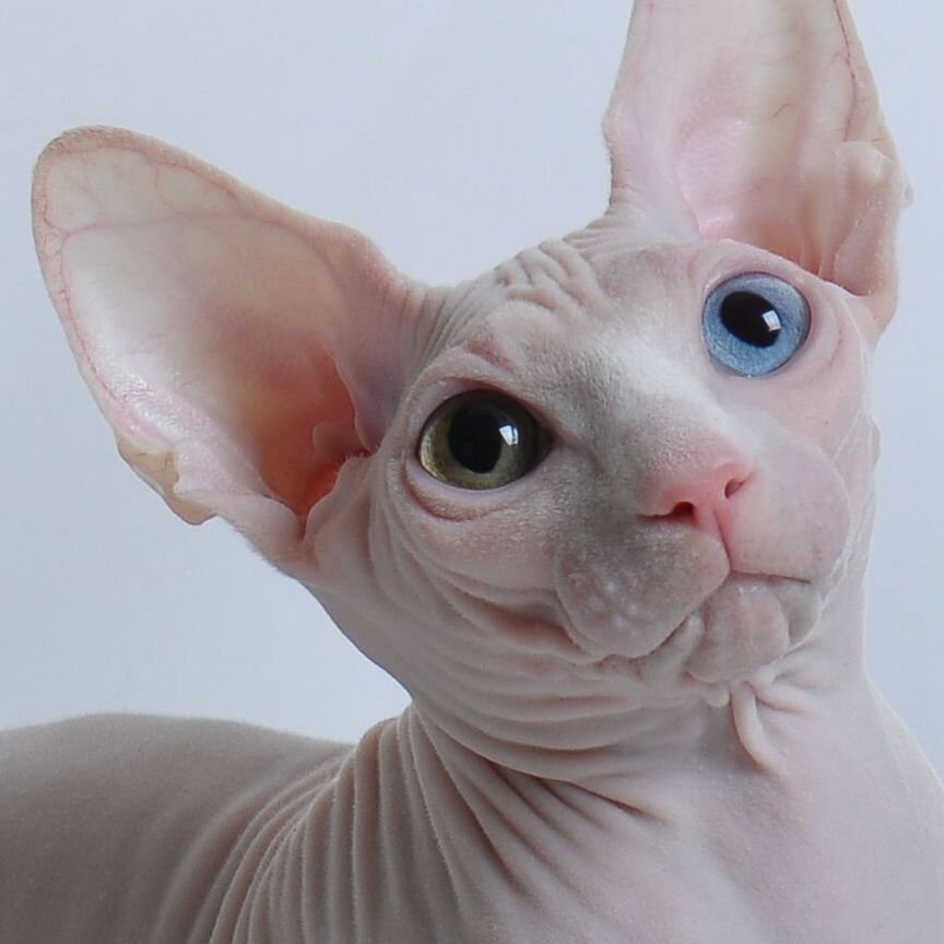 Донской сфинкс котенок