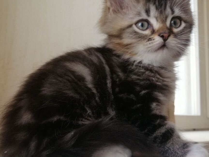 Шатландский смешной котик ищет новый дом