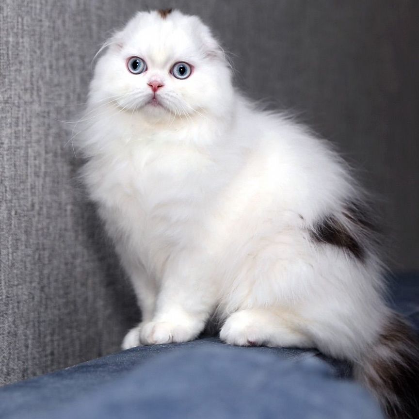 Шотландский вислоухий длинношёрстный котёнок