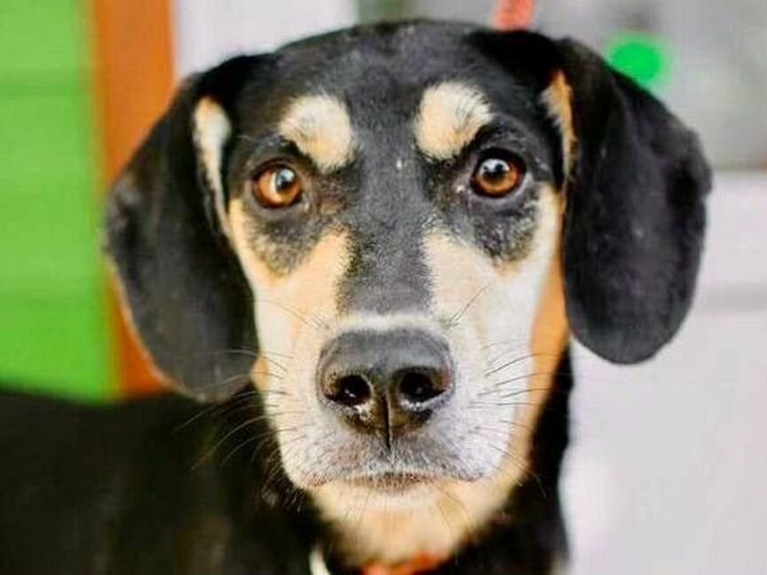 Такса полукровка