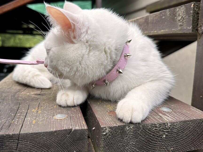 Ошейник + поводок Амуниция. Шлейка