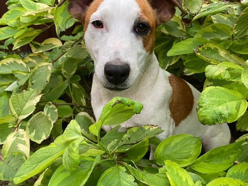 Джек Рассел в добрые руки