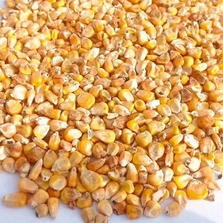 Кукуруза в мешках