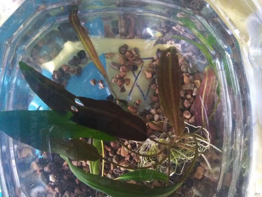 Аквариумное растение