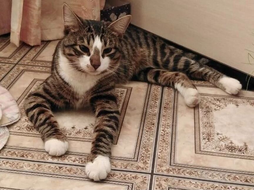 Маленький отказник в поисках семьи кот бесплатно