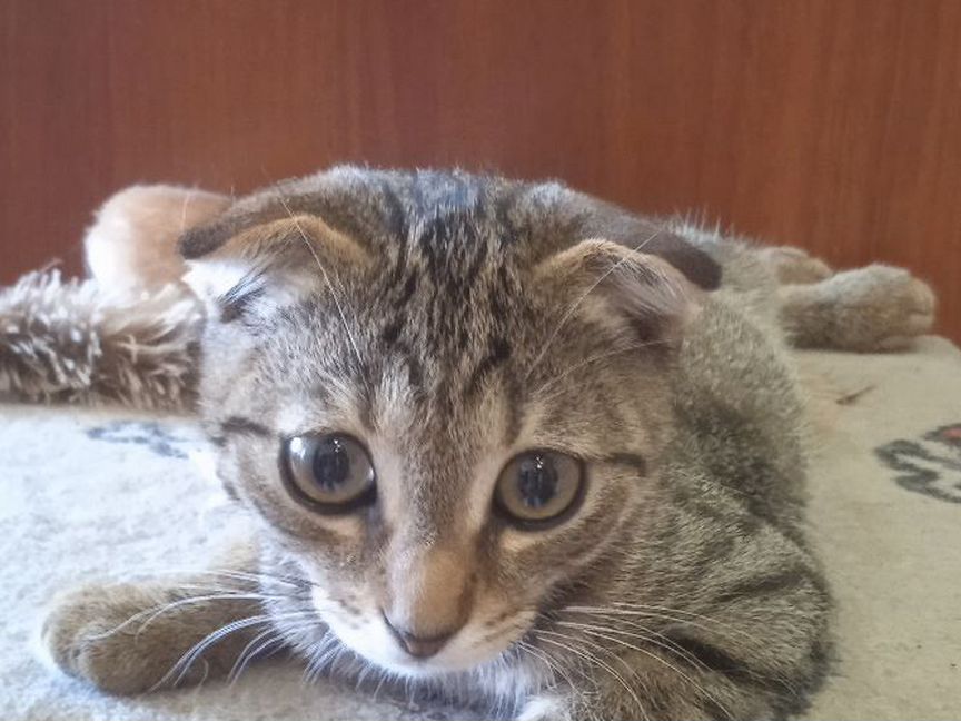Котёнок Шотландского вислоухого метиса