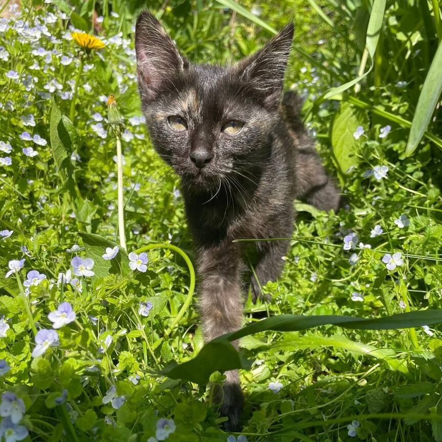Котенок