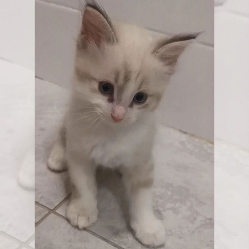 Котёнок в добрые руки