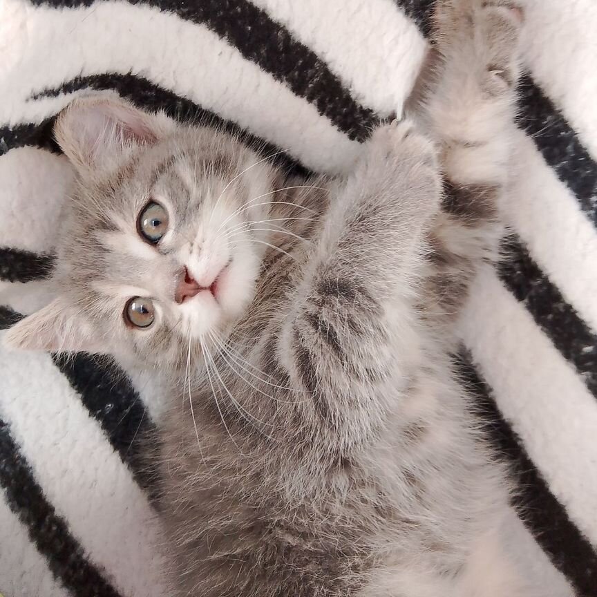 Котик, 1,6 месяцев