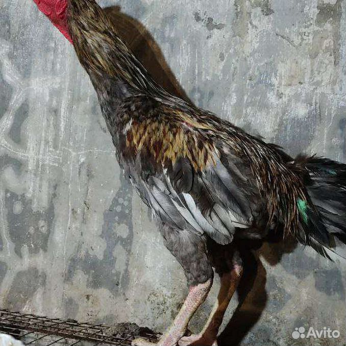 Бойцовые петухи