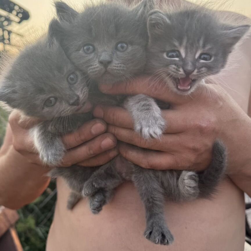 Котята в добрые руки бесплатно мальчики и девочки