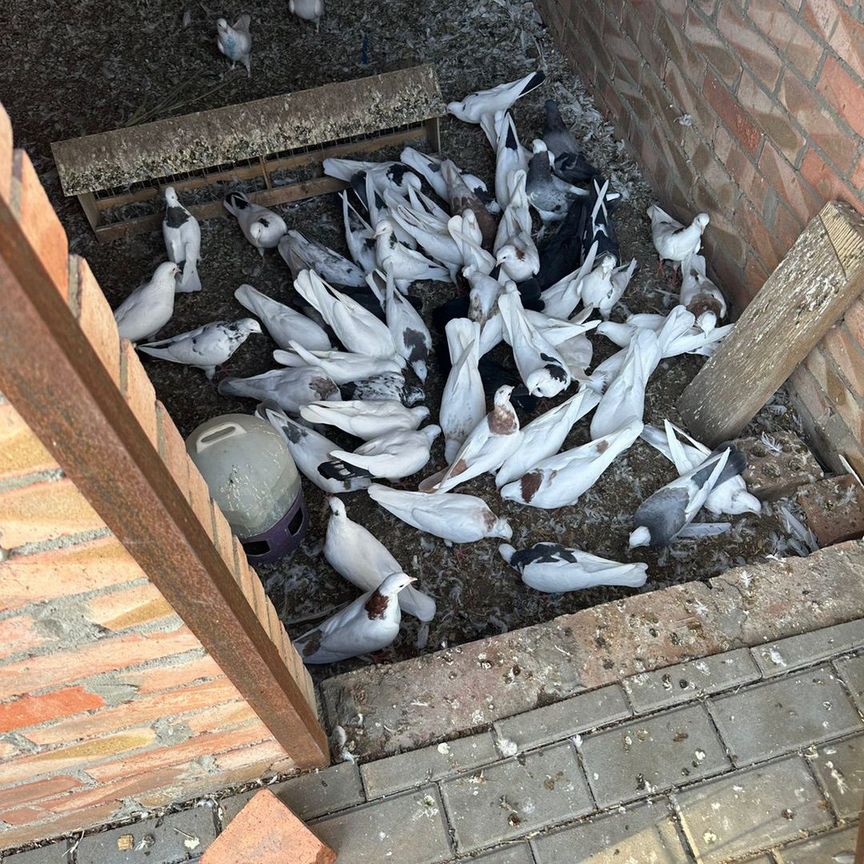 Голуби Армянские