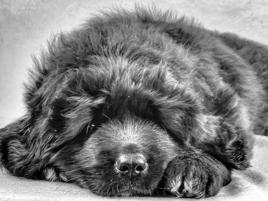 Тибетский мастиф девочка