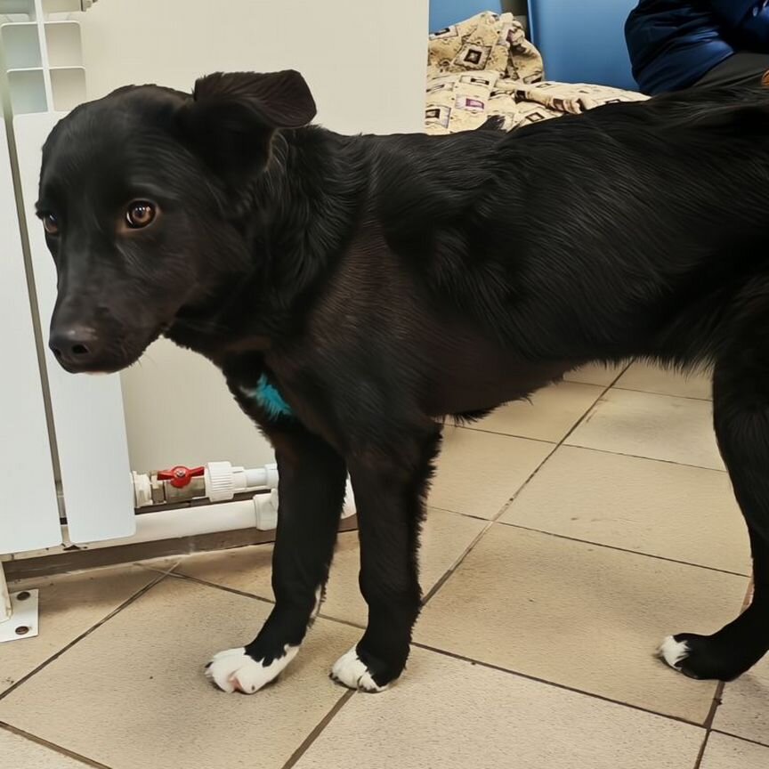 Щенок в добрые руки