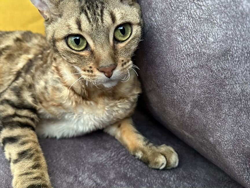 Кошка американский керл