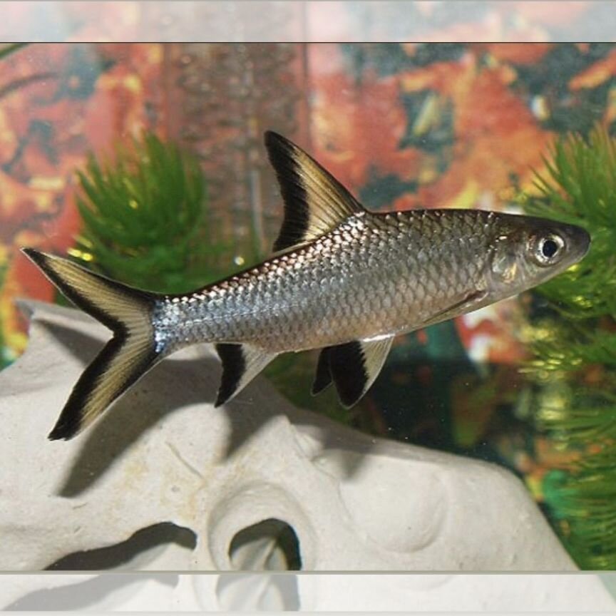 Рыба Акулий бала