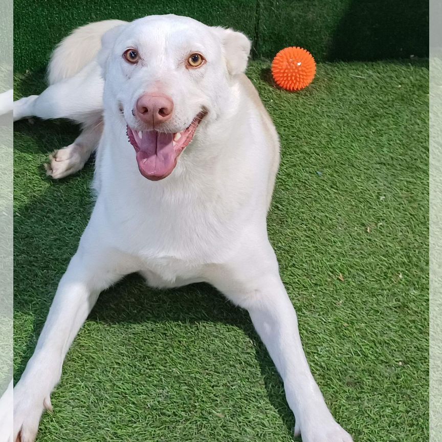 Взрослая собака в добрые руки