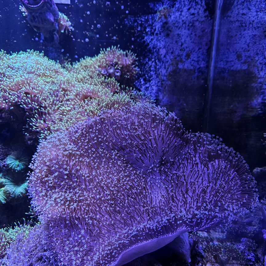 Саркофитон- Большой