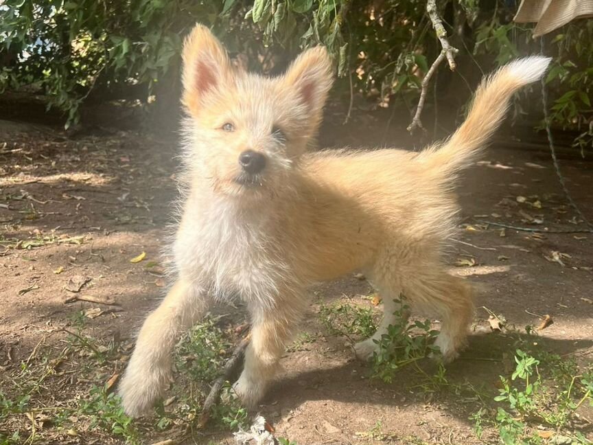 Собака в добрые руки смесь. Найденашы