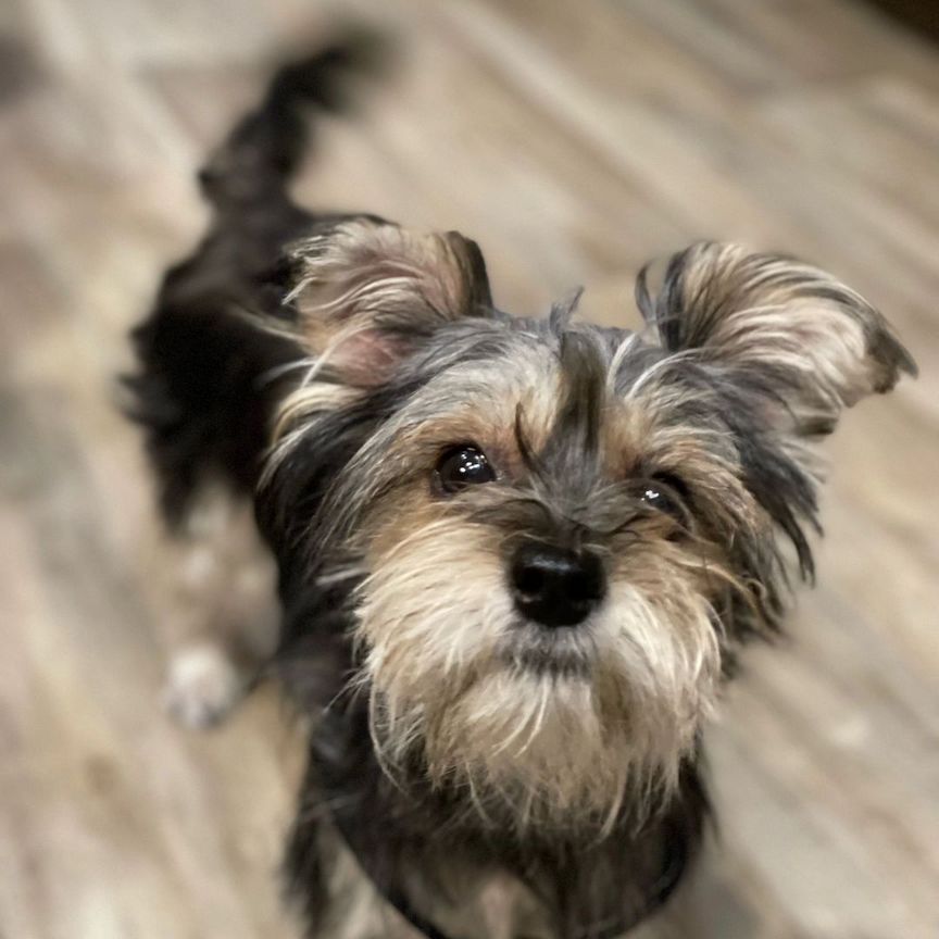 Маленькая собачка ищет дом