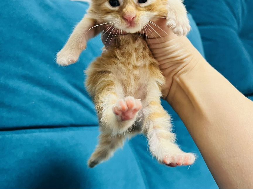 Кошки и котята породы Мейн-кун