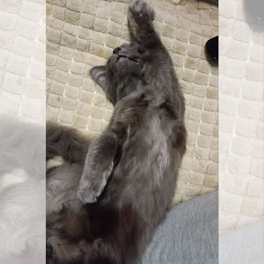 Сибирский кот, взрослый