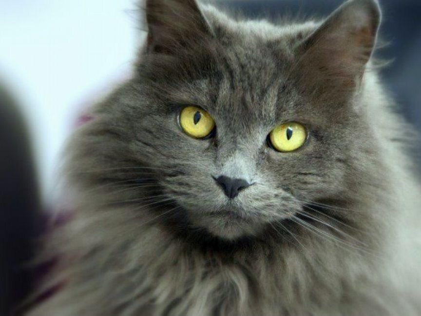 Кошка