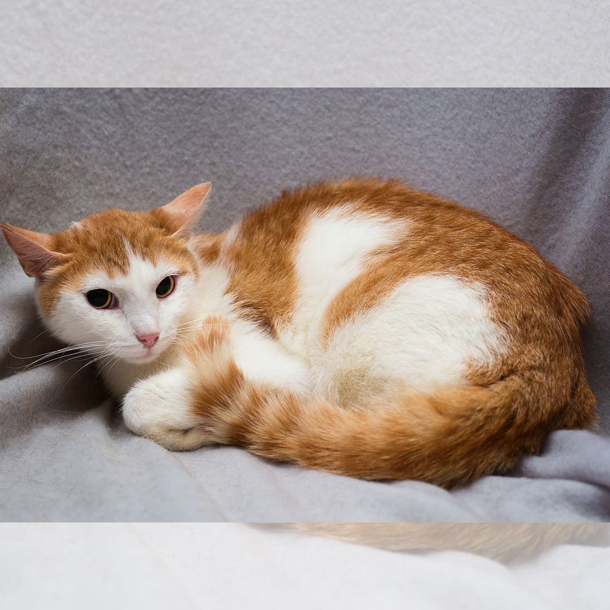 Взрослая, Девочка кошка в добрые руки