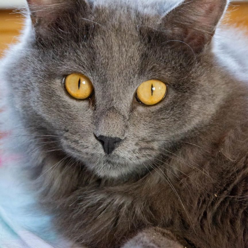 Котик в добрые руки