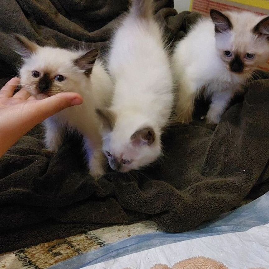 Котята невская маскарадная