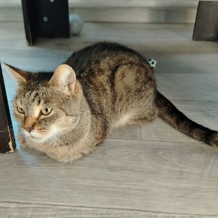 Кошка в дар