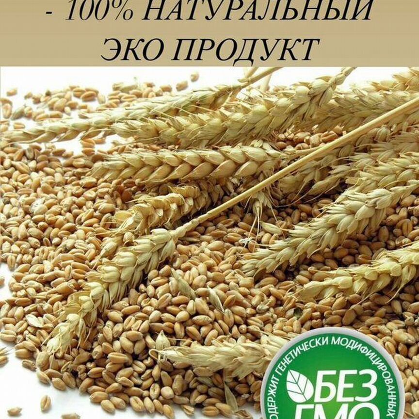 Пшеница кормовая