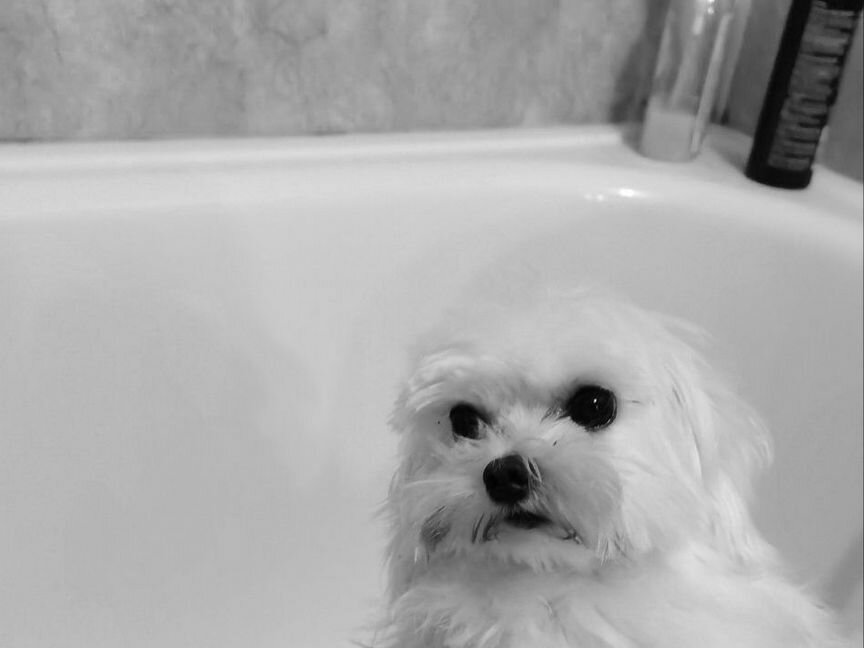 Для вязки кобель