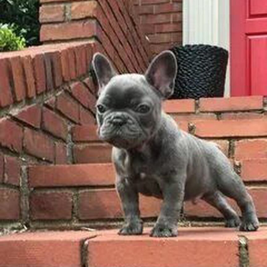 Французский бульдог