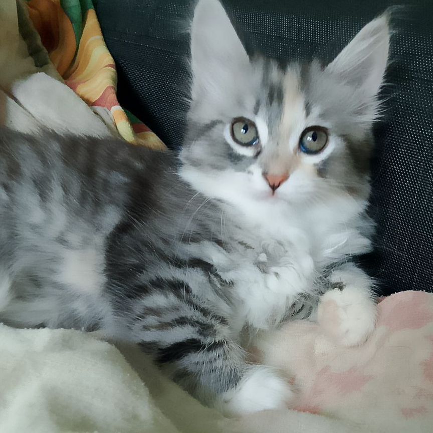 Котёнок в добрые руки
