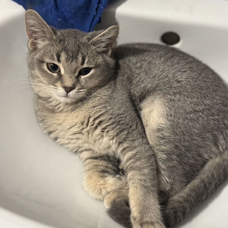 Кошечка в добрые руки