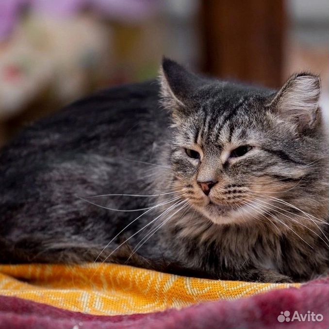 Котик Дарси живет надеждой