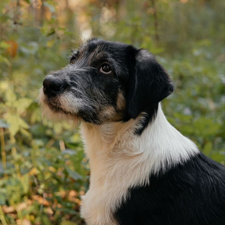 Собака девочка щенок