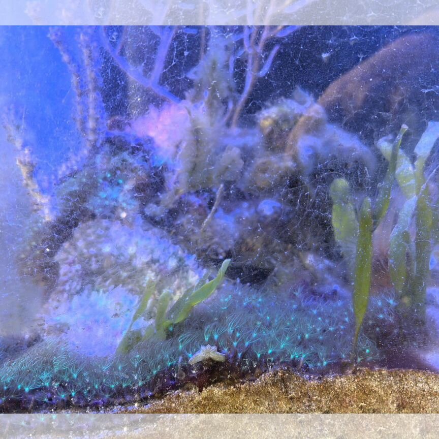 Продам морской аквариум с жителями