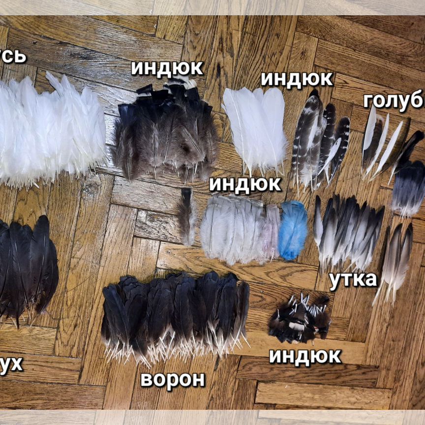 Перья птиц (ворон, утка, гусь, индюшка, петух)