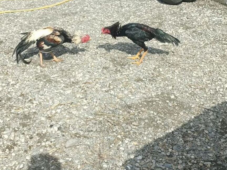 Инкубационное яйцо бойцовые