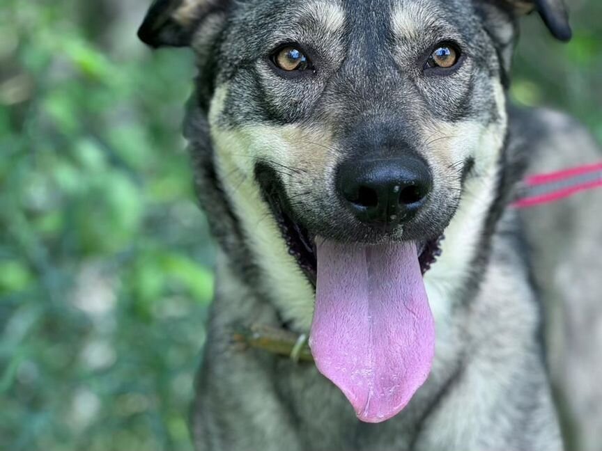 Собака в добрые руки