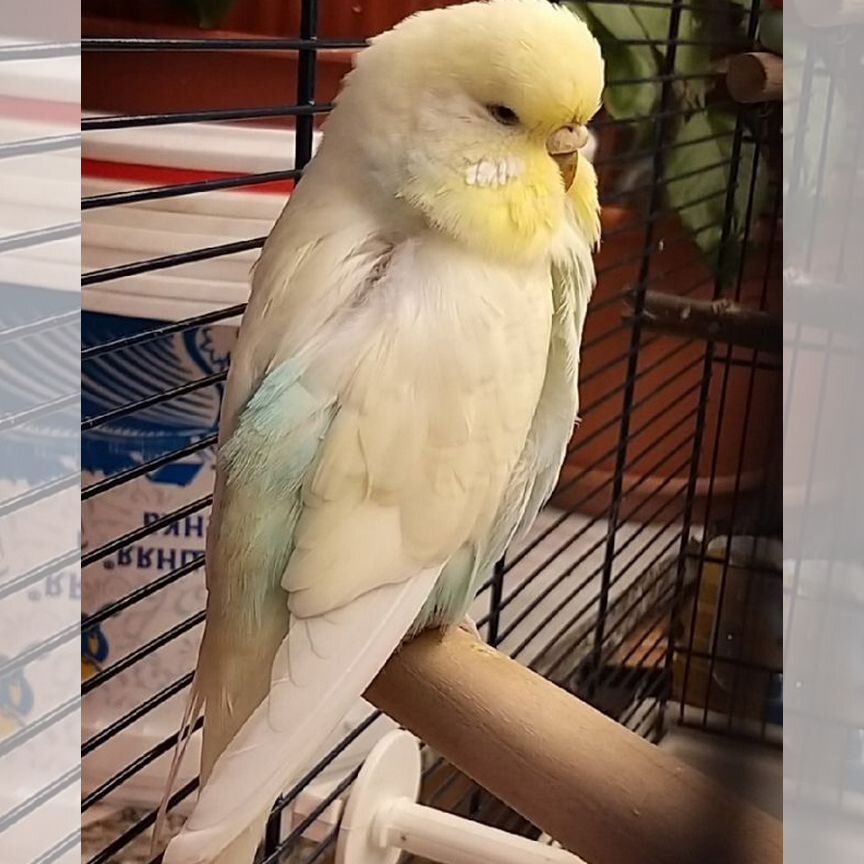 Волнистый попугай