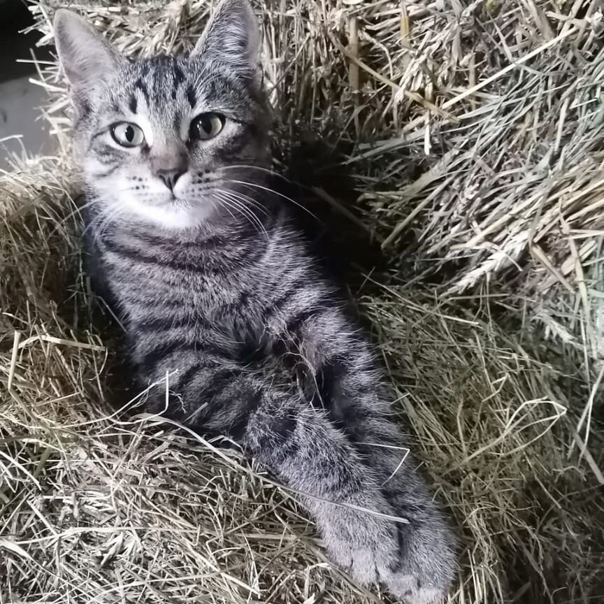 Котик мышелов