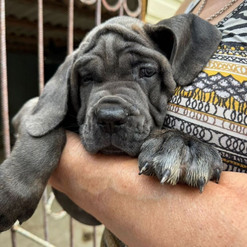 Серо-тигровый мальчик Кане корсо с Документами РКФ