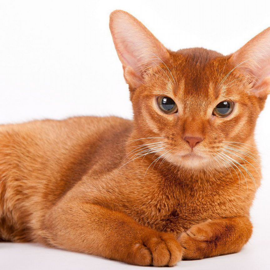 Котята абиссины